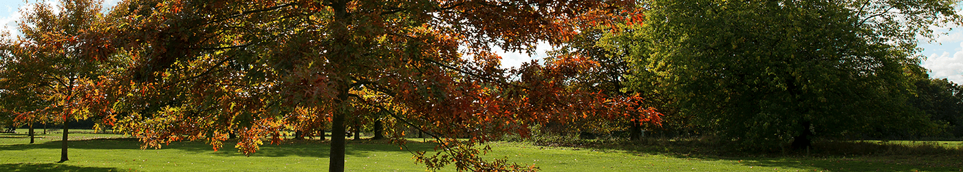 Arboriculture and Tree Management